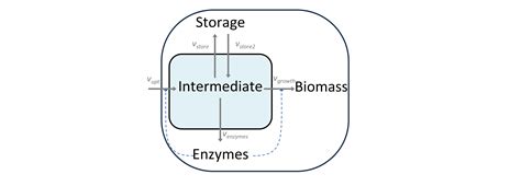 MinCell CFBA Python Documentation