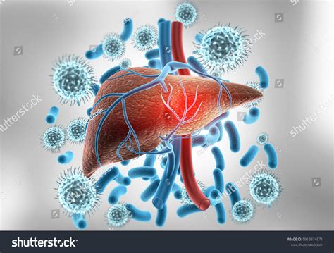 Hepatitis Cant Wait Who Commemorates World Hepatitis Day