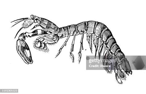 Praying Mantis Drawing Photos And Premium High Res Pictures Getty Images