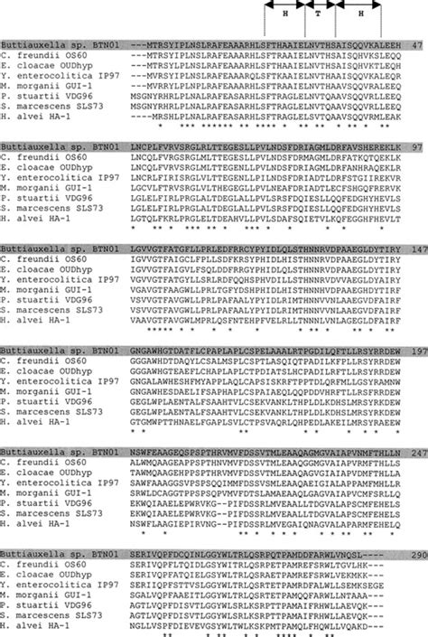 Multiple Sequence Alignment Of Amino Acid Sequences Of Ampr Regulating Download Scientific