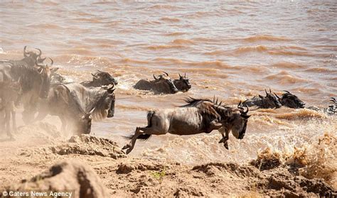 Wildebeest Escapes The Jaws Of Death After Crocodile Bites Down On It