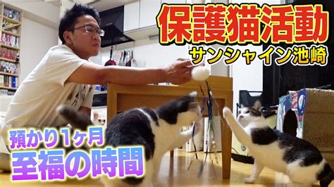 【サンシャイン池崎】預かり1ヶ月目！保護猫のりしおが手作りおもちゃで心を開く！？【預かりボランティア】 Youtube