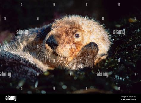 California Southern Sea Otter Enhydra Lutris Nereis Endangered