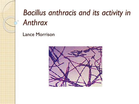 Ppt Bacillus Anthracis And Its Activity In Anthrax Powerpoint Presentation Id2127263