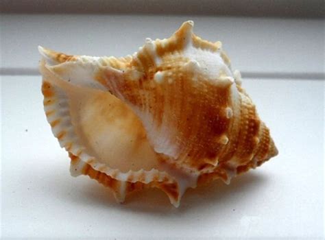 24pcslot Crafts Material Natural Large Sea Shells Conch Large Flat Spines Screw 5 8 Cm Aquarium