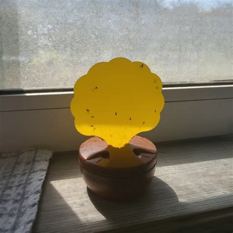 초파리 퇴치 제거 트랩 추천 패스트세븐and보키니 내돈내산 사용 효과 후기 네이버 블로그