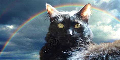 Cole Furever Fans Share Stories Of Adopting Black Cats Because Of Cole