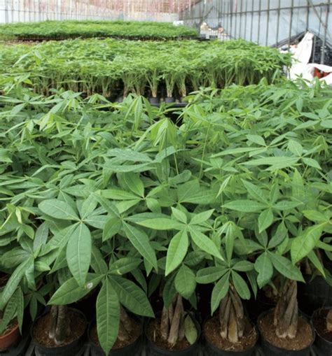 Pachira Macrocarpa Seed Bell Garden Companywholesale Plant Seeds