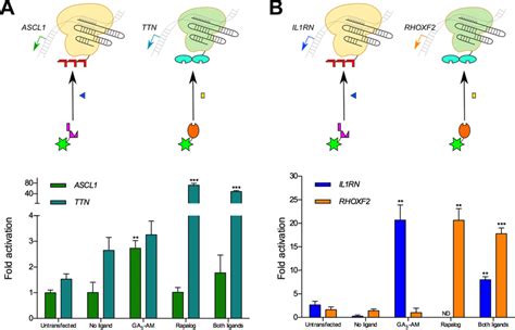 Orthogonal Regulation Of Two Different Genes A Orthogonal Regulation Download Scientific