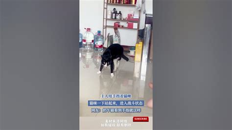 主人用手指著貓咪，貓咪一下站起來進入戰鬥狀態，網友：奶牛貓看到手指就這樣 Cat Cute 宠物 Pets萌宠 Funny