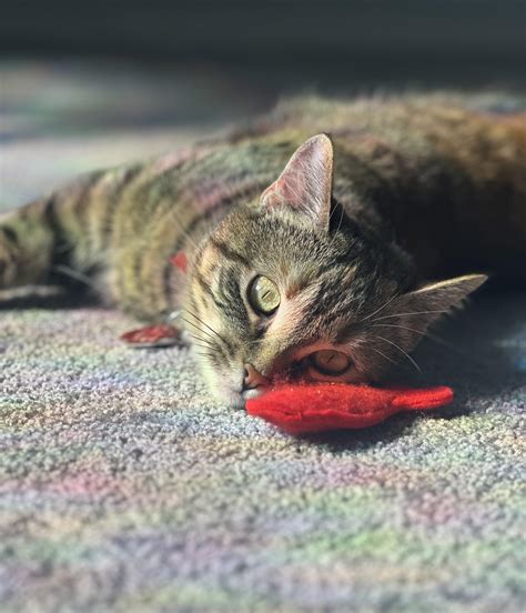 Eevee Being Colorful R Cats