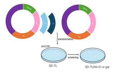 Maize Transcription Factor Library