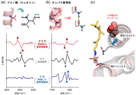 哺乳類とクラゲの視覚機能を担うタンパク質の光センシング機能の類似性を解明 ～赤外分光とaiを駆使し、目の中で光を受容するタンパク質の進化を追う