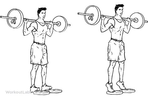 Standing Barbell Calf Raises Workoutlabs