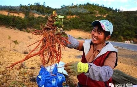 未來3年，在農村做什麼工作賺錢？不妨考慮下這5個行業！ 每日頭條