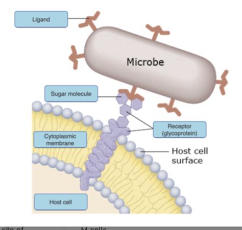 Micro Final HW Questions Flashcards Quizlet