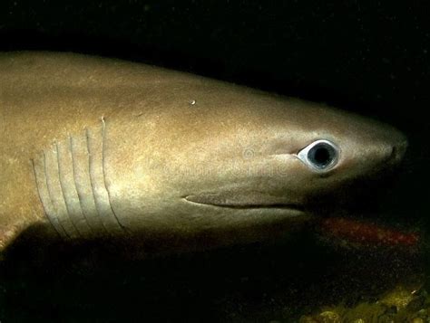 Six Gill Shark Stock Image Image Of Griseus Deep Close 10018527