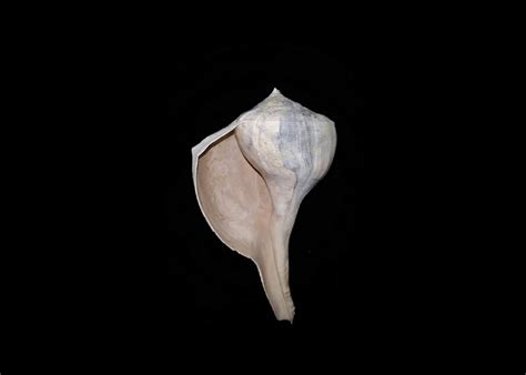 Large 7 Inch Florida Fossil Whelk Sea Shell All Natural Etsy