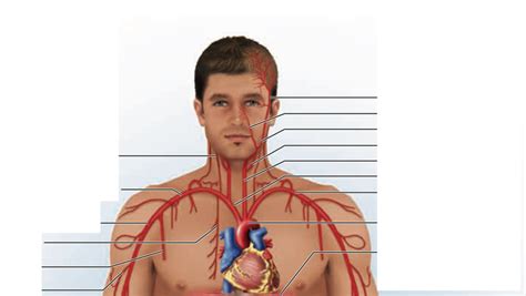 Arteries Neck And Head Diagram Quizlet