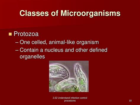 Ppt Classes Of Microorganisms Powerpoint Presentation Free Download