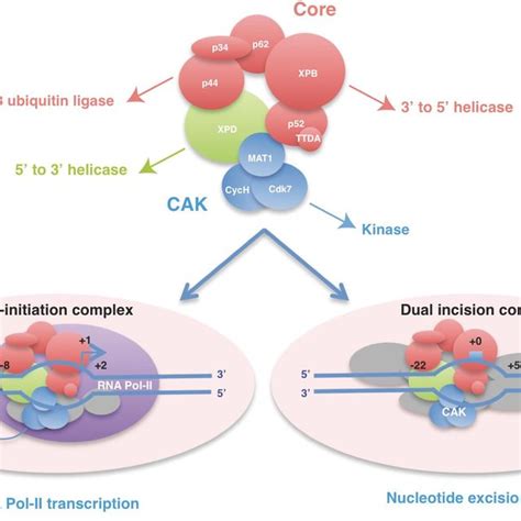 Tfiih Enzymatic Activities Their Functions And Their Regulators