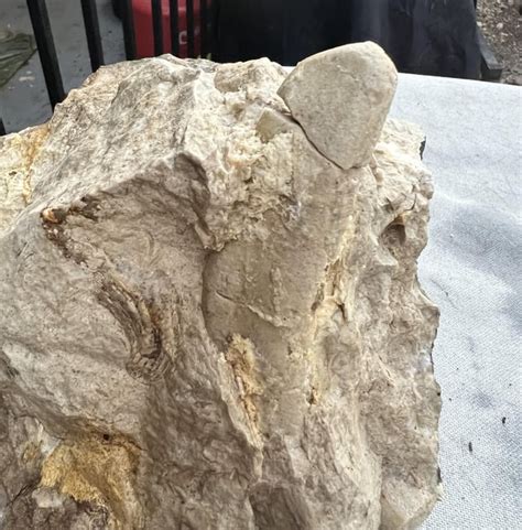 What Is My Fossil Found In West Austin Tx R Fossilid