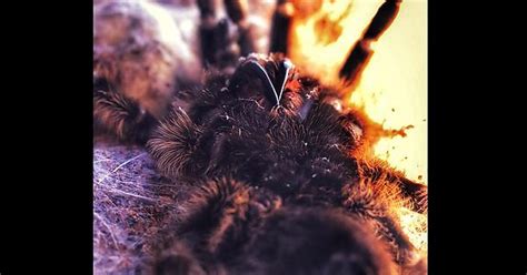 Just A Creepy Crawler Album On Imgur