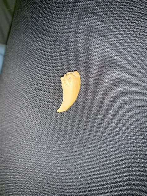 Sea Shell Or Something Else I Am Not Knowledgeable In This Subject