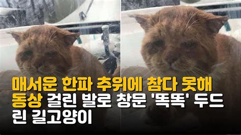 매서운 한파 추위에 참다 못해 동상 걸린 발로 창문 똑똑 두드린 길고양이 네이버 Tv