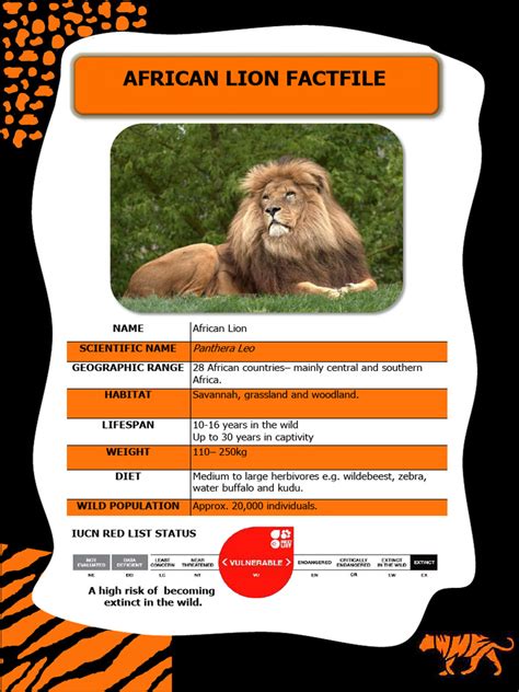 African Lion Factfile Pdf Lion Organisms