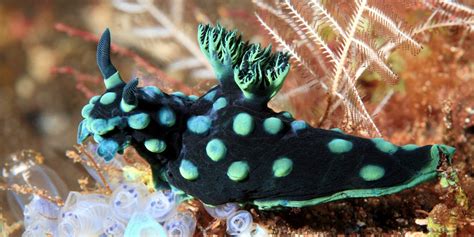 Nudibranch Sea Slug