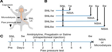 Amitriptyline But Not Pregabalin Reverses The Attenuation