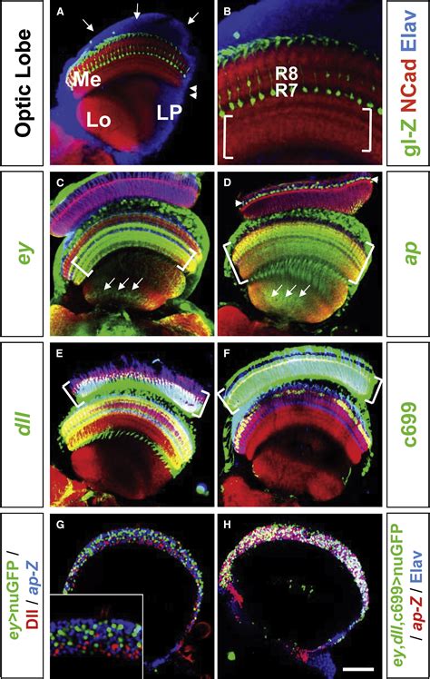 The Color Vision Circuit In The Medulla Of Drosophila Current Biology