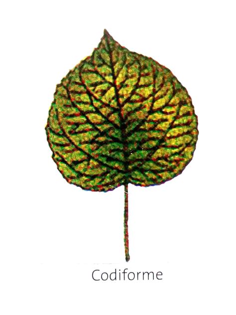 PLÁSTICA Y VISUAL TIPOS DE HOJAS DE PLANTAS Y ÁRBOLES