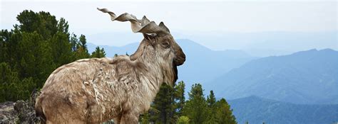 International Day Of The Markhor United Nations
