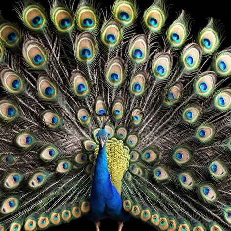 Peacock In The Park Beautiful Peacockpeacock Acock Premium Ai