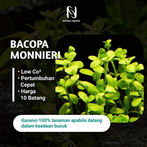 Bacopa Monnieri 10 Batang Tanaman Aquascape Lazada Indonesia