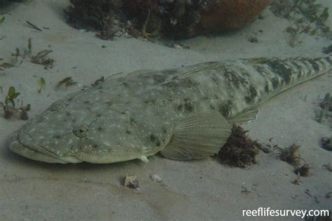 Rls Platycephalus Fuscus