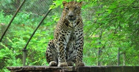 Nirav Modi Accused Of Bribing Pnb Officials Sex Ratio Improvement In