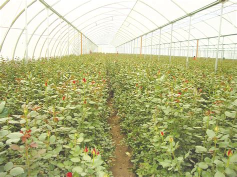 Naivasha The Regional Epicenter Of Floriculture Floriculture