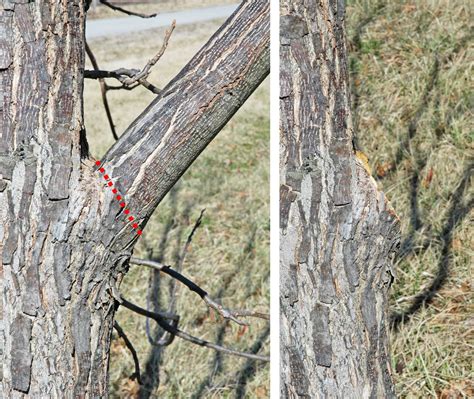 Northern Pecans Pecan Tree Limb Pruning And Collecting Scions
