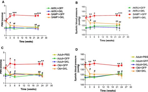 Aav Skl Gene Delivery Attenuated Arterial Stiffness And Hypertension In