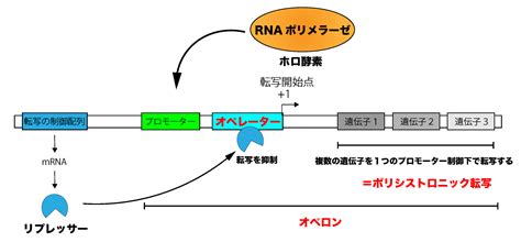 【解決】原核生物の転写調節の仕組みをわかりやすく解説してみた