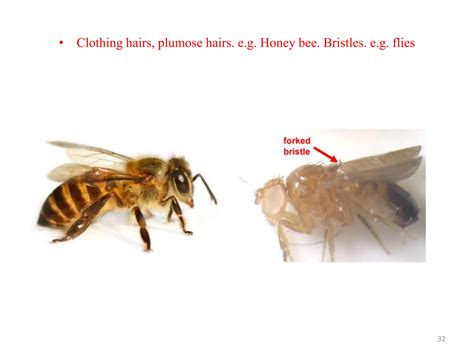 Basic Entomology With Insect Anatomy And Taxonomy Pptx