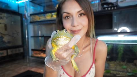 My Giant Bullfrog Pixie Frog Care And Habitat Youtube