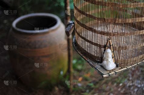 农民和渔民捕淡水鱼的设备是用竹编织或交织手工制作的，在东南亚可以找到素材 花瓣网