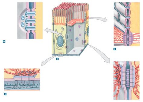 Diagram Of Lecture 2 The Integumentary System Quizlet