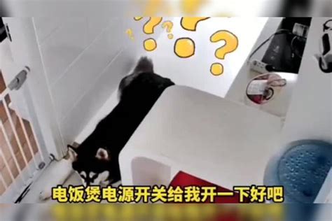 主人来不及回家，通过监控喊话，指挥二哈煮饭，网友：“成精了！”监控主人网友