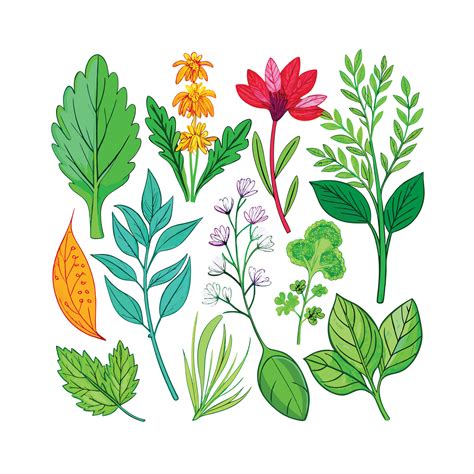 Realistic Beautiful Herbs Illustration 47658967 Vector Art At Vecteezy