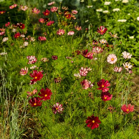 Cosmos Velouette Cosmos Bipinnatus Le Jardin Des Vie La Joie